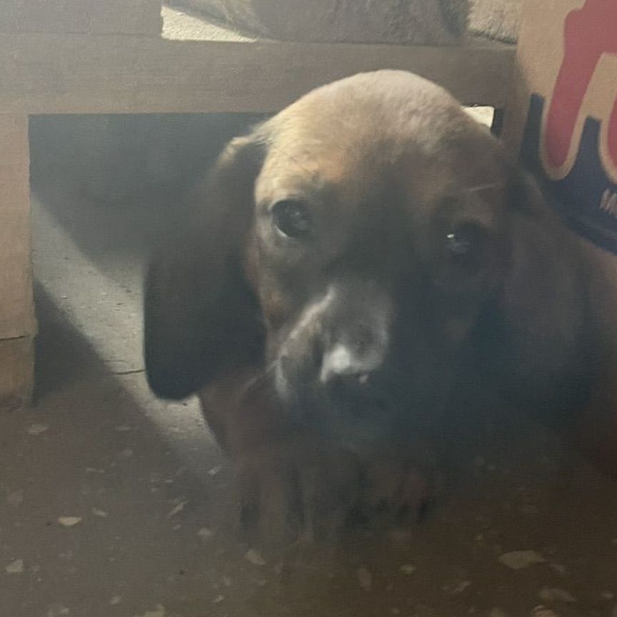 Щенок в добрые руки бесплатно