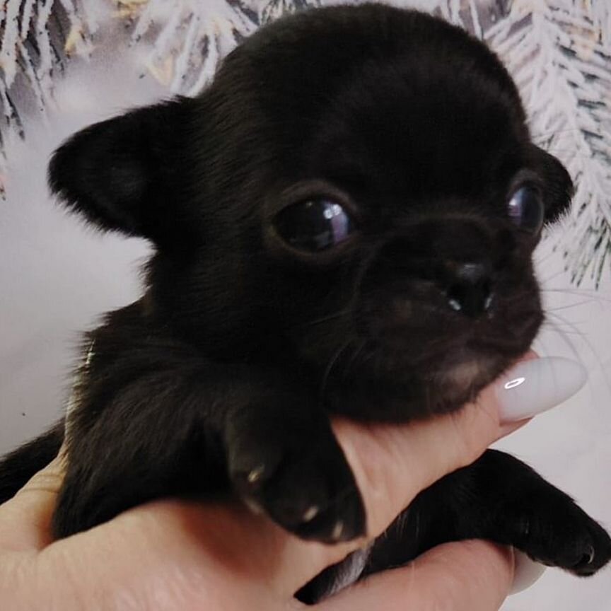 Чихуахуа, щенок