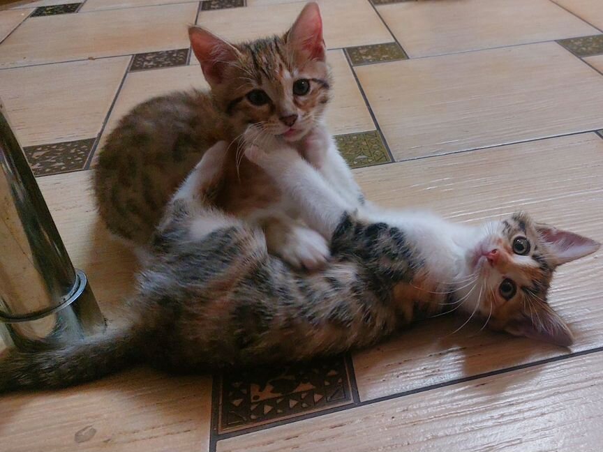 Метисы бенгальской кошки