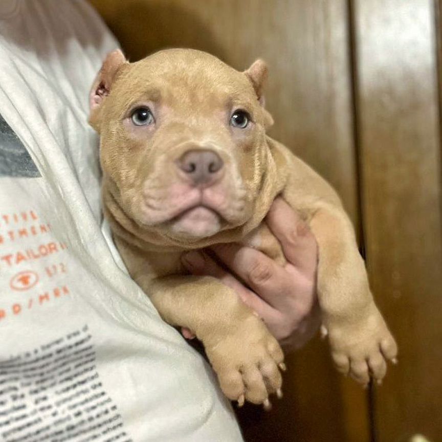 Щенки американского булли