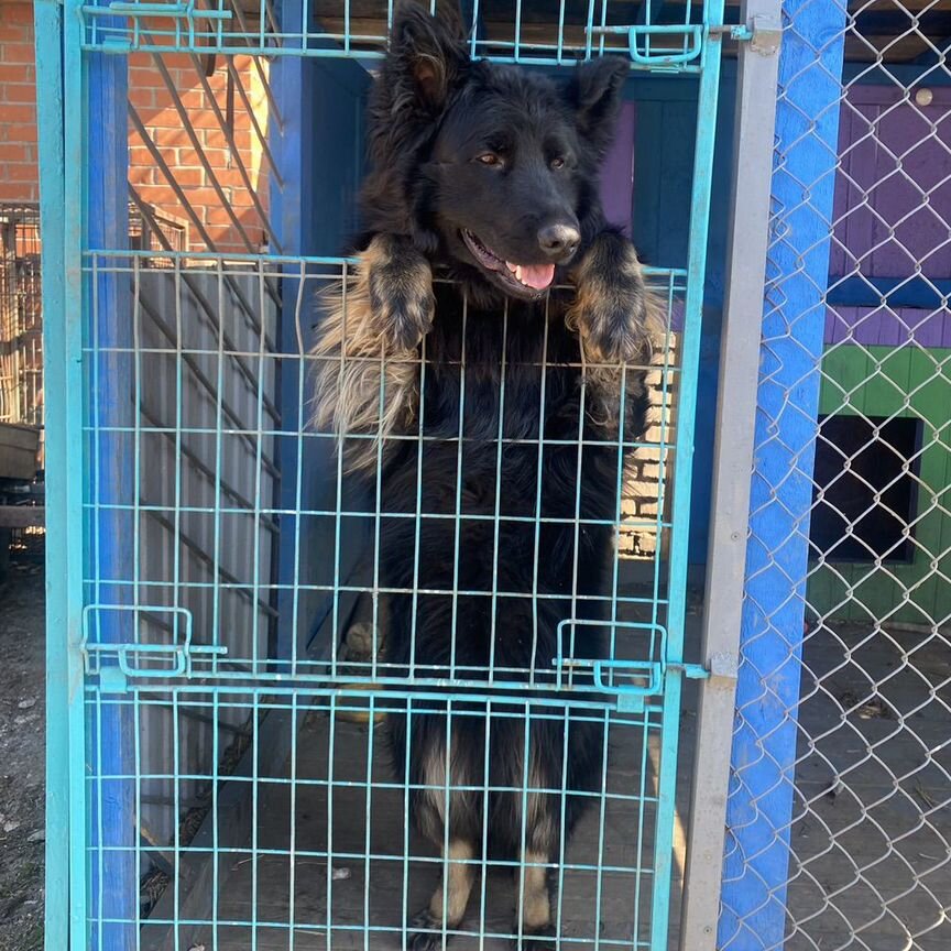 Восточноевропейская овчарка, взрослый пёс