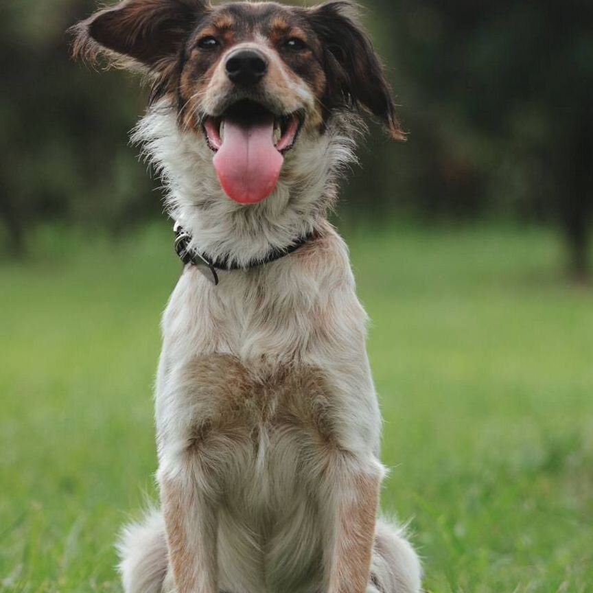 Собака в добрые руки