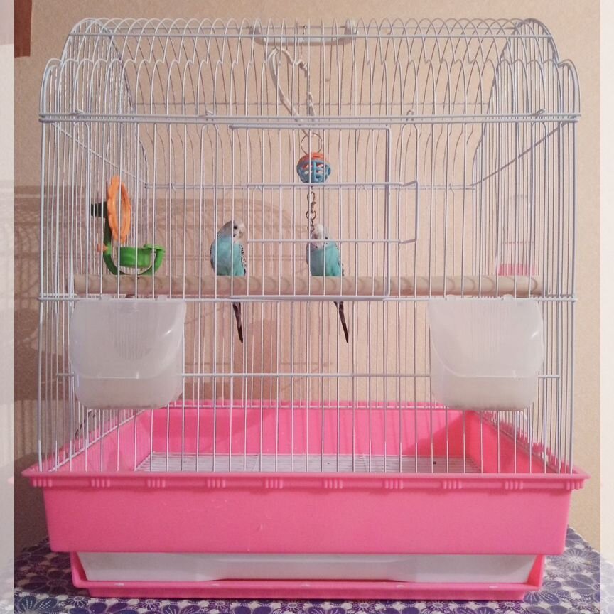 Волнистые попугаи