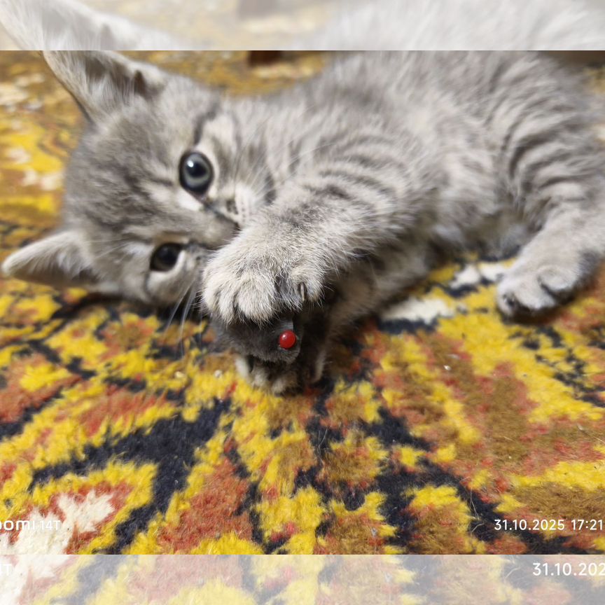 Курильский бобтейл короткошёрстный котёнок