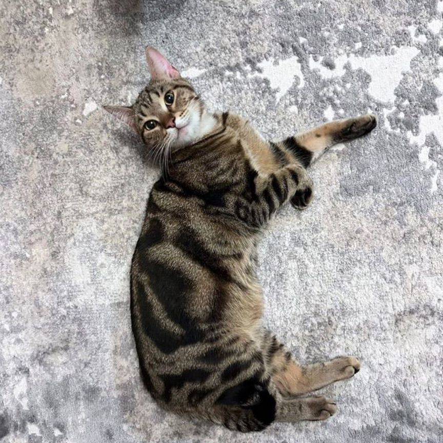 Котик на передержку или навсегда