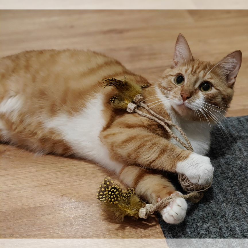 Котёнок в добрые руки