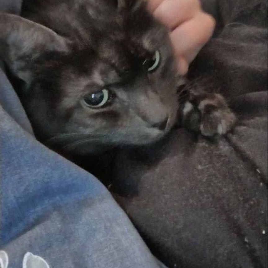 Кот Оникс