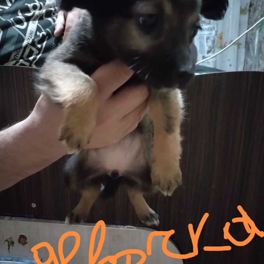 Малыши в добрые руки, 2 девочки, мальчик