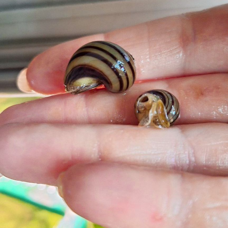 Улитка спикси