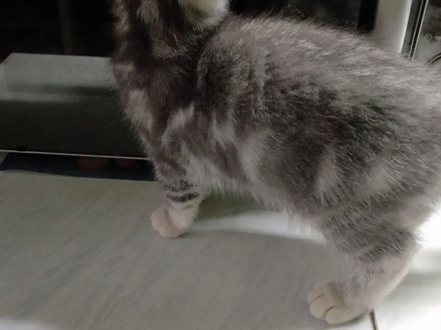 Домашние животные котята