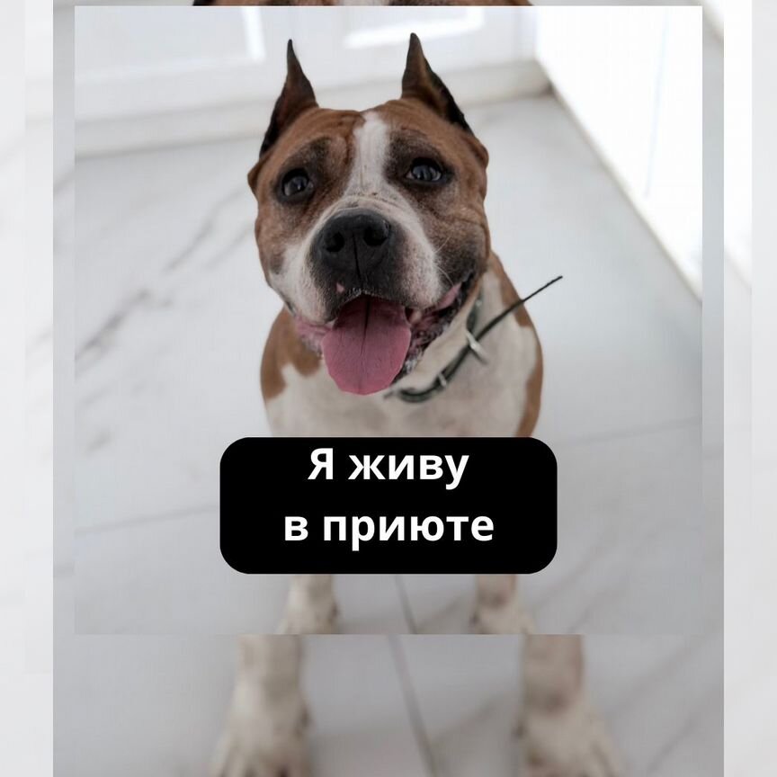 Американский стаффордширский терьер, взрослая собака