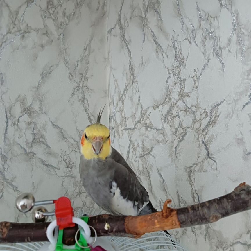 Продаю попугая Корелла вместе с клеткой