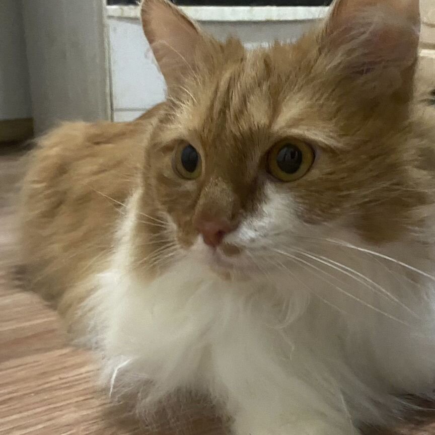 Котик в добрые руки (бесплатно)