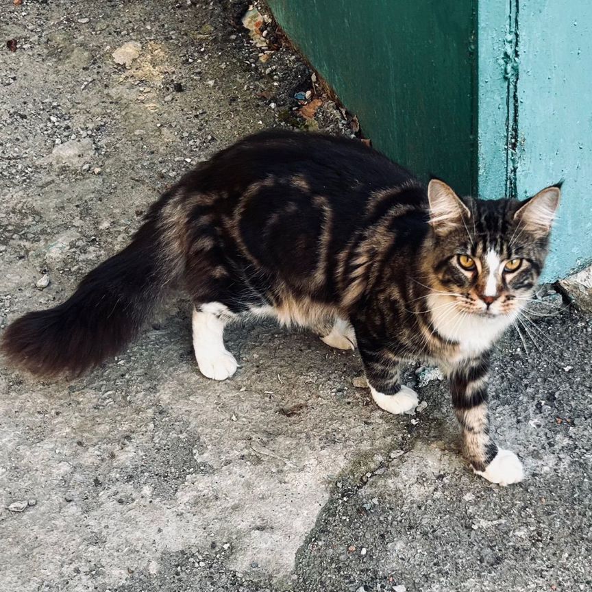 Найден мейн кун