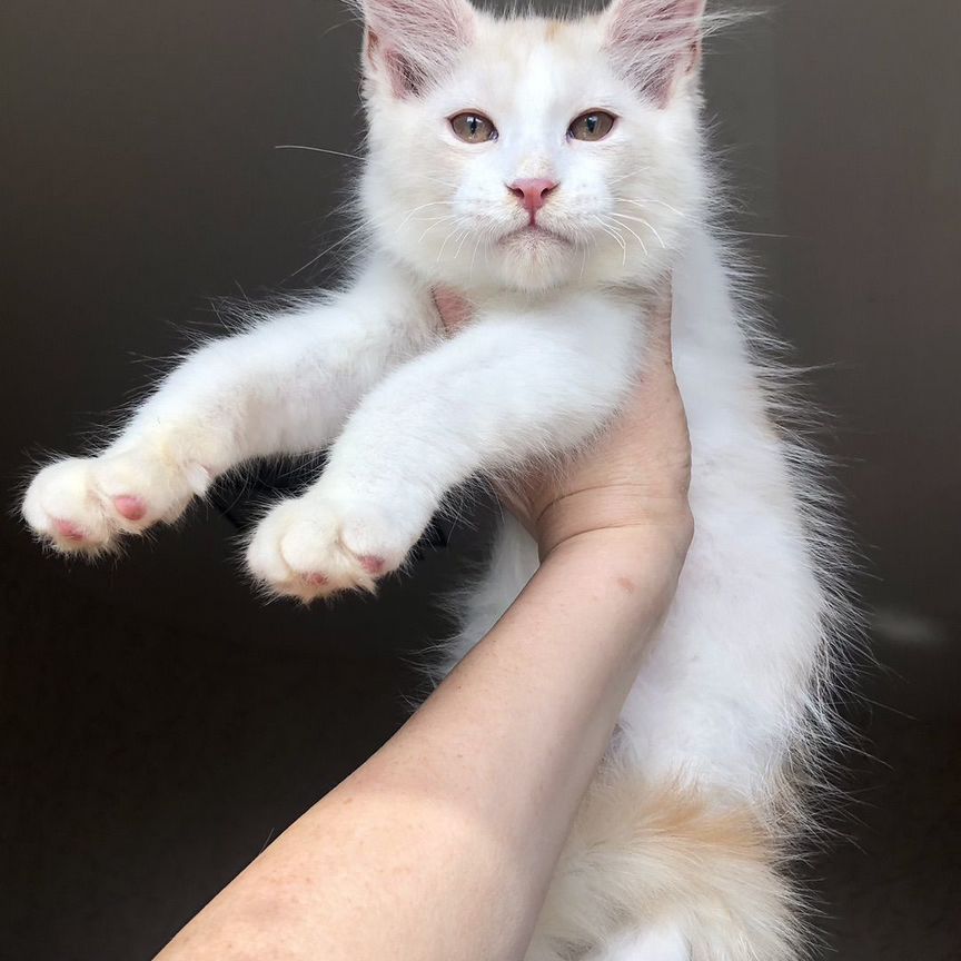 Котенок мейн-кун