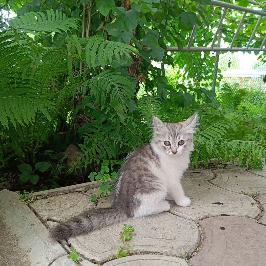 Котик и кошечка, 2 мес