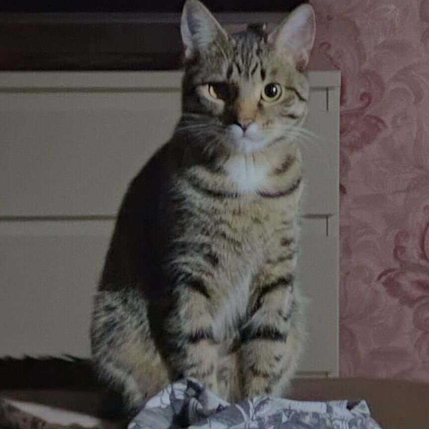 Домашний котик ищет своего хозяина