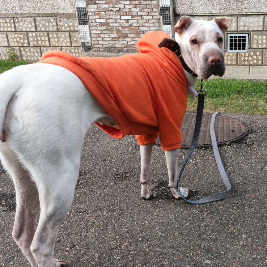 Шарпей, взрослая собака