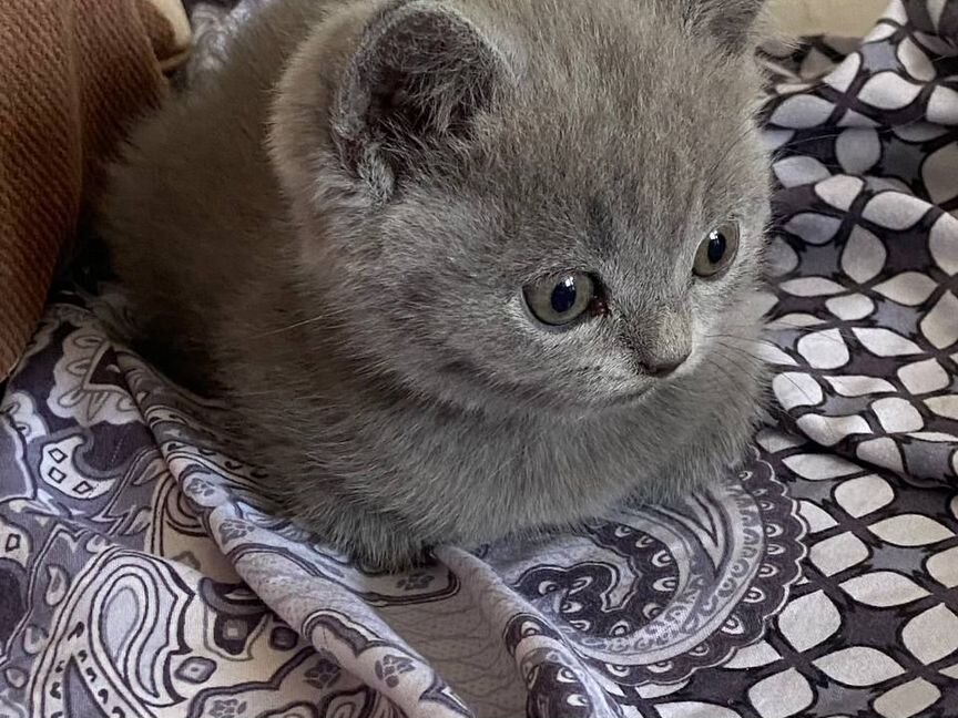 Британские котята