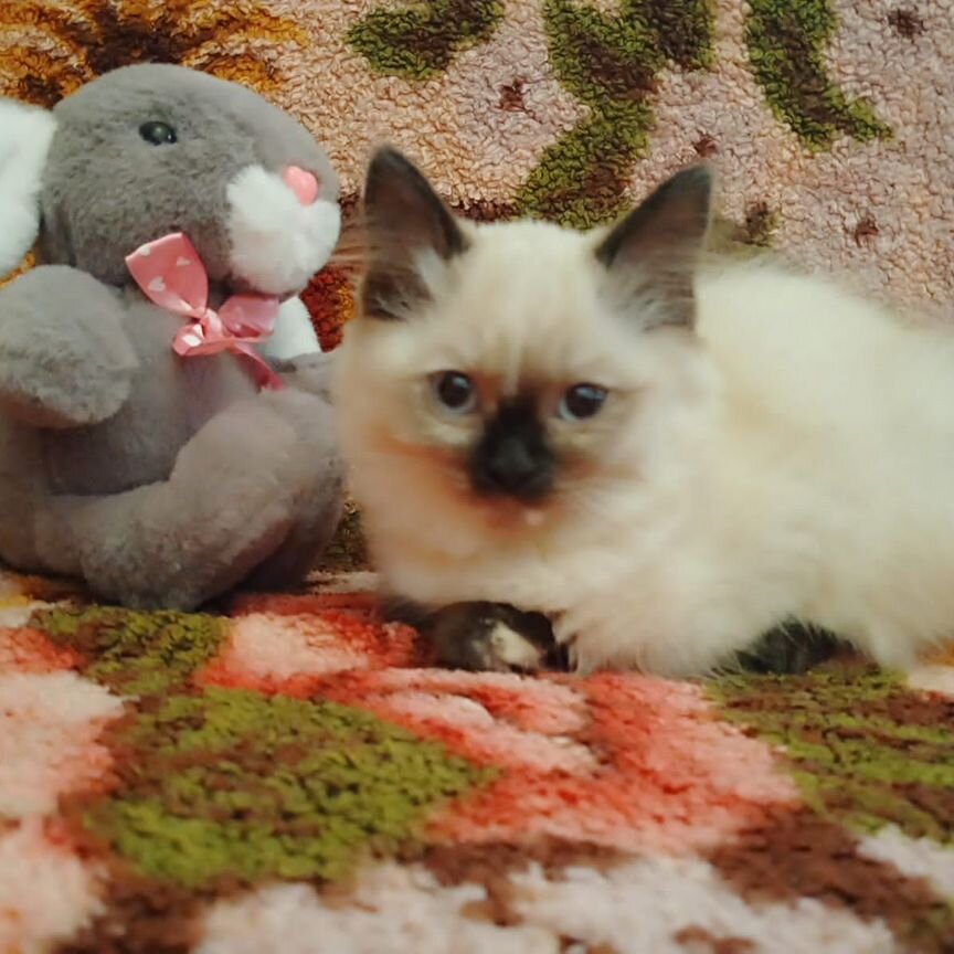 Невская Маскарадная кошечка