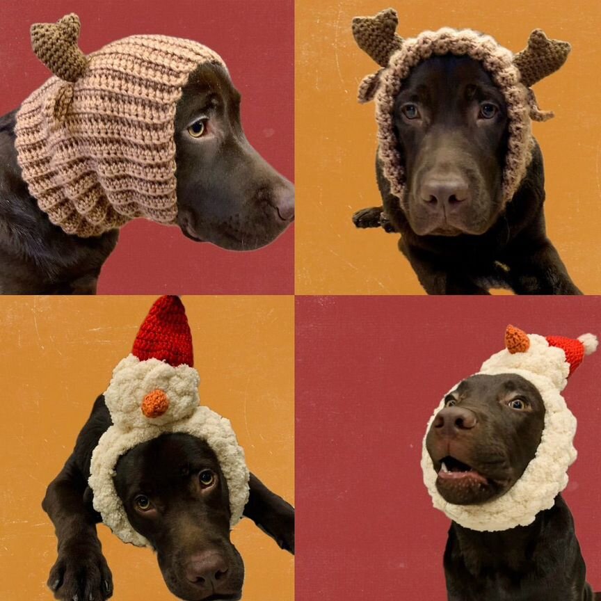 Забавная шапочка для вашей собаки