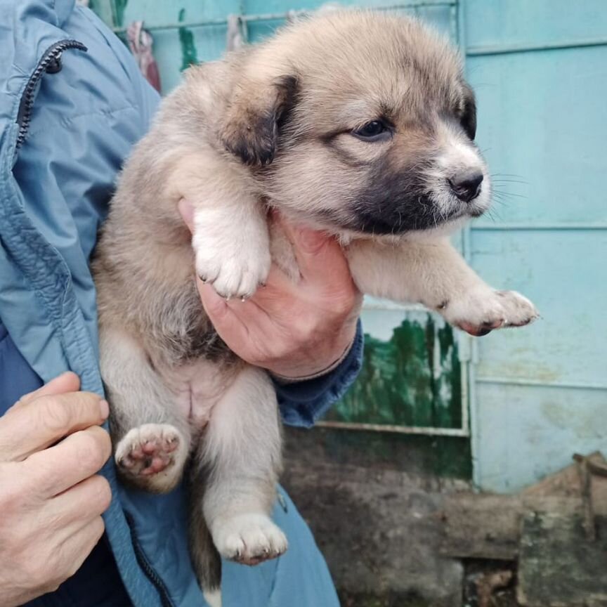 Щенки