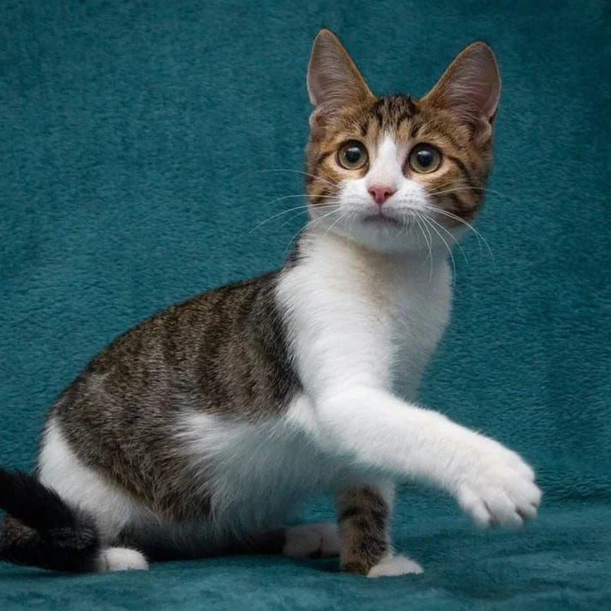 Компанейский котенок Мартин