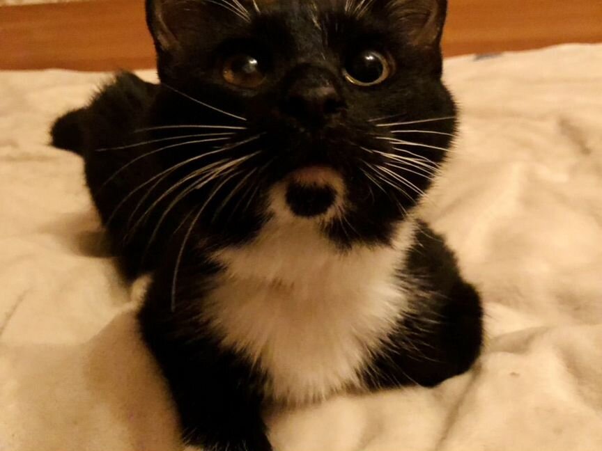 Котенок в добрые руки