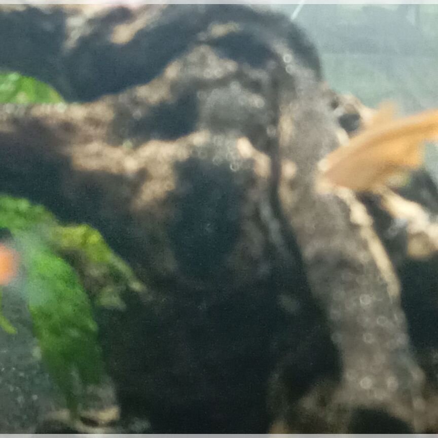 Рыбки неоны  барбус вишневый