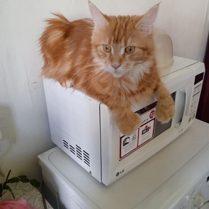 Мейн-кун полидакт