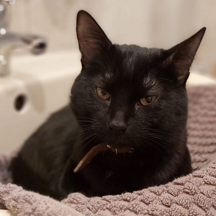 Взрослый кот в добрые руки