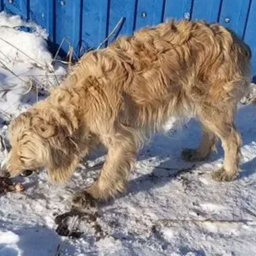 Русский охотничий спаниель, взрослая собака