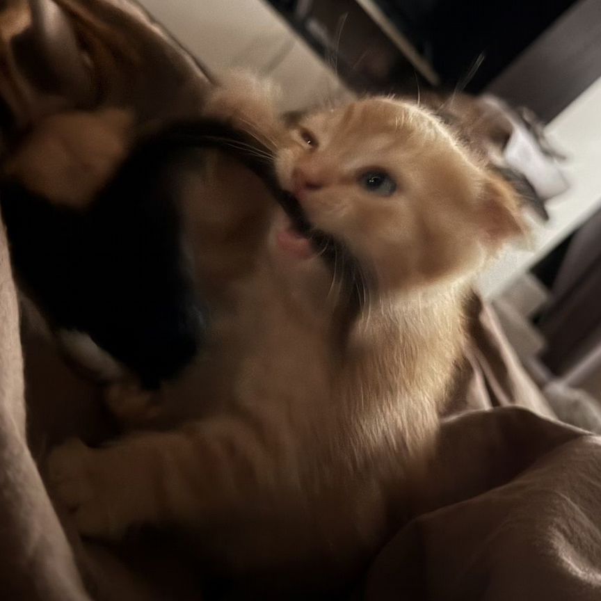 Британские котята