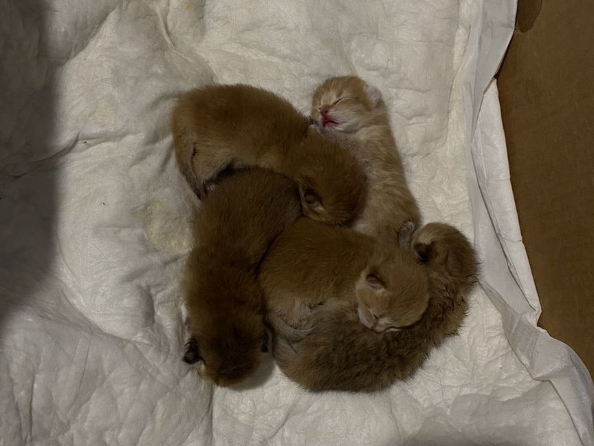 Котята золотая шиншилла