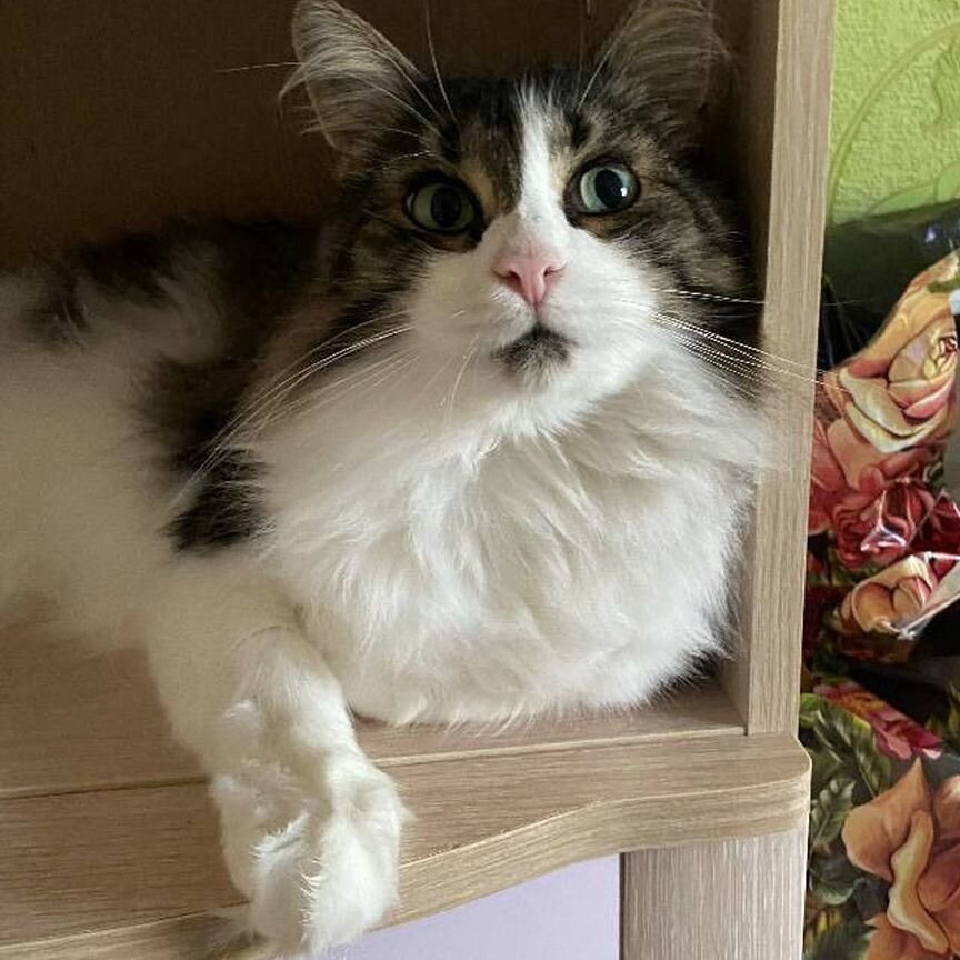 Мальчик Эрик кот