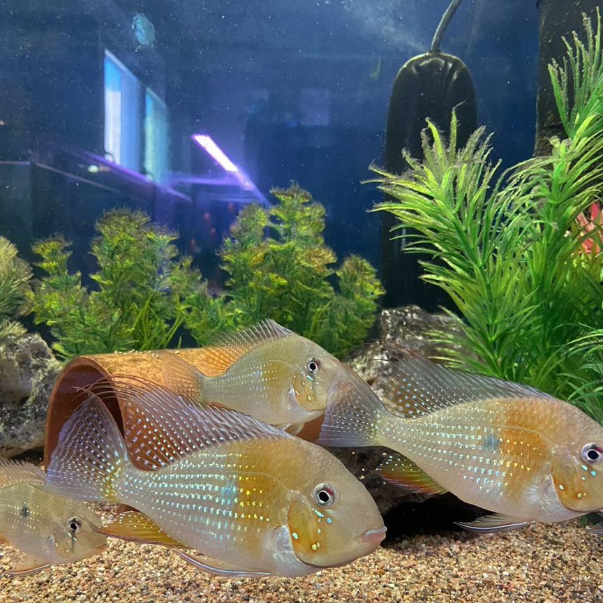 Акарихтисы Хеккеля