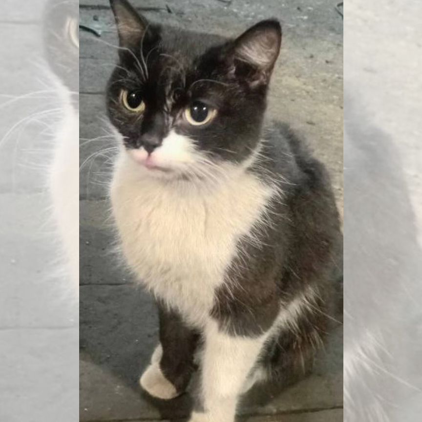 Взрослый кот в добрые руки