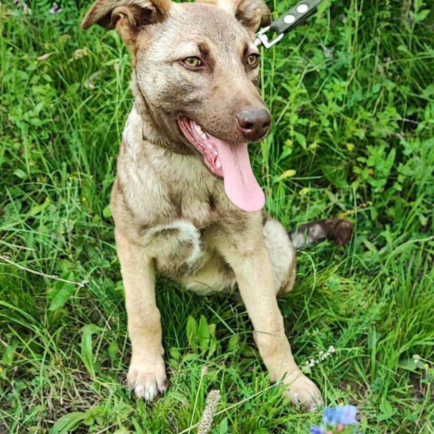 Отдам в добрые руки