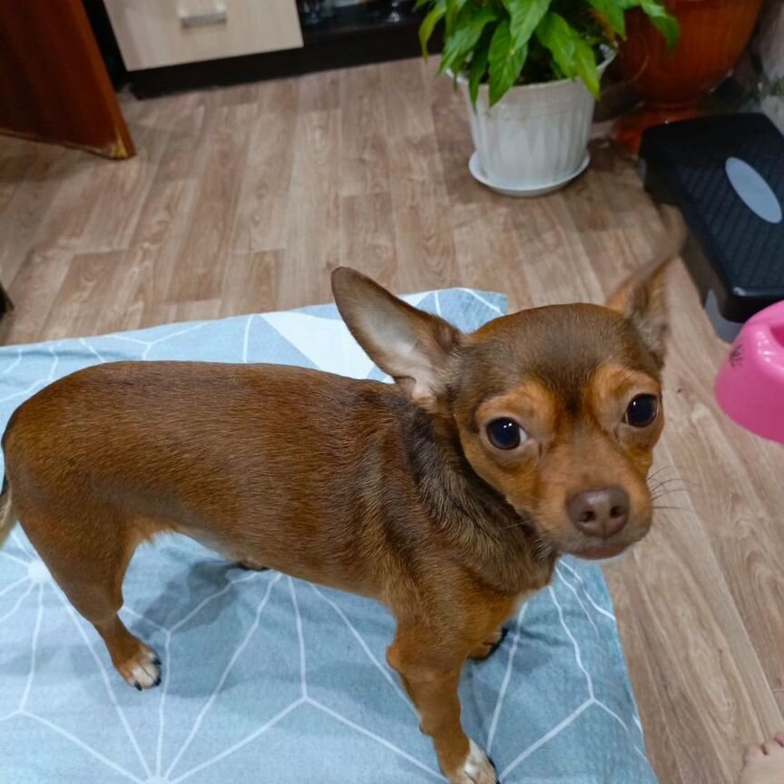 Продается Мини той-терьер