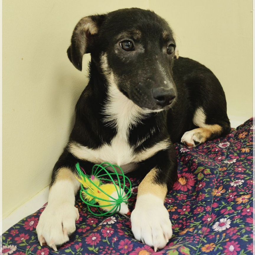 Щенок в добрые руки