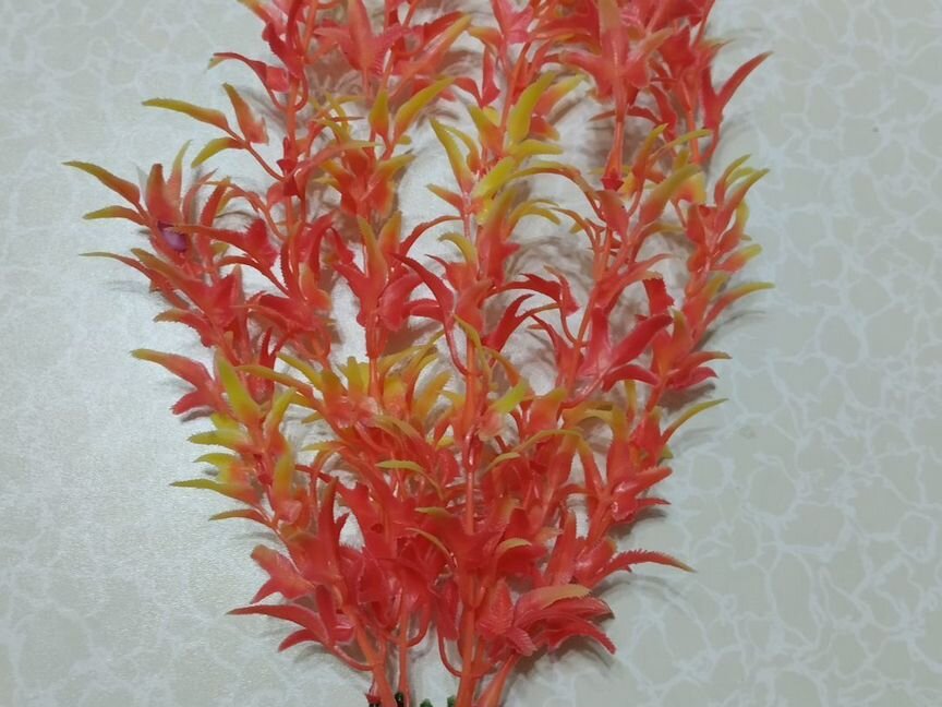 Растения, сачки, кормушка, грунт, термометр