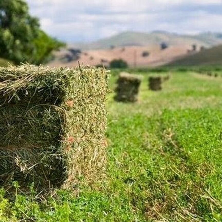 Продается сено