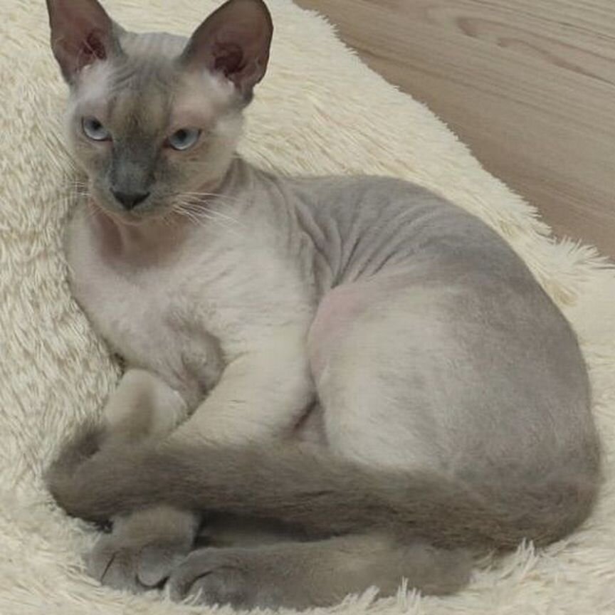 Кот сфинкс браш