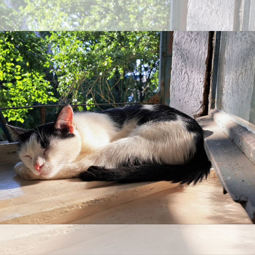 Взрослая, кошка в добрые руки