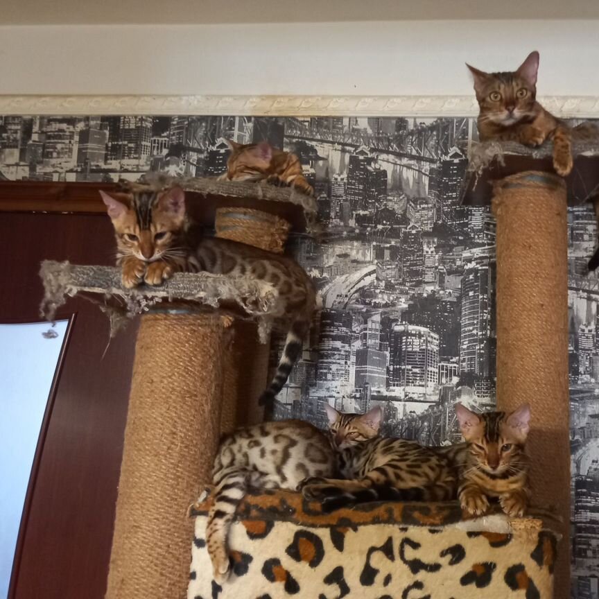 Бенгальская кошка