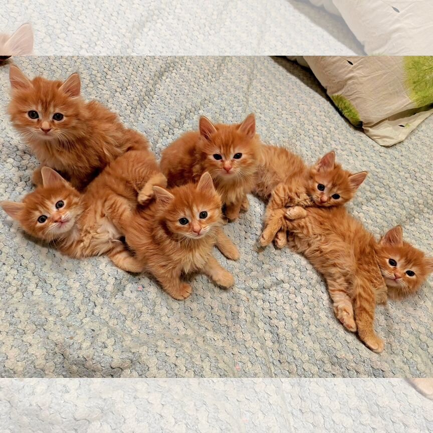 Курильский бобтейл длинношёрстный котёнок