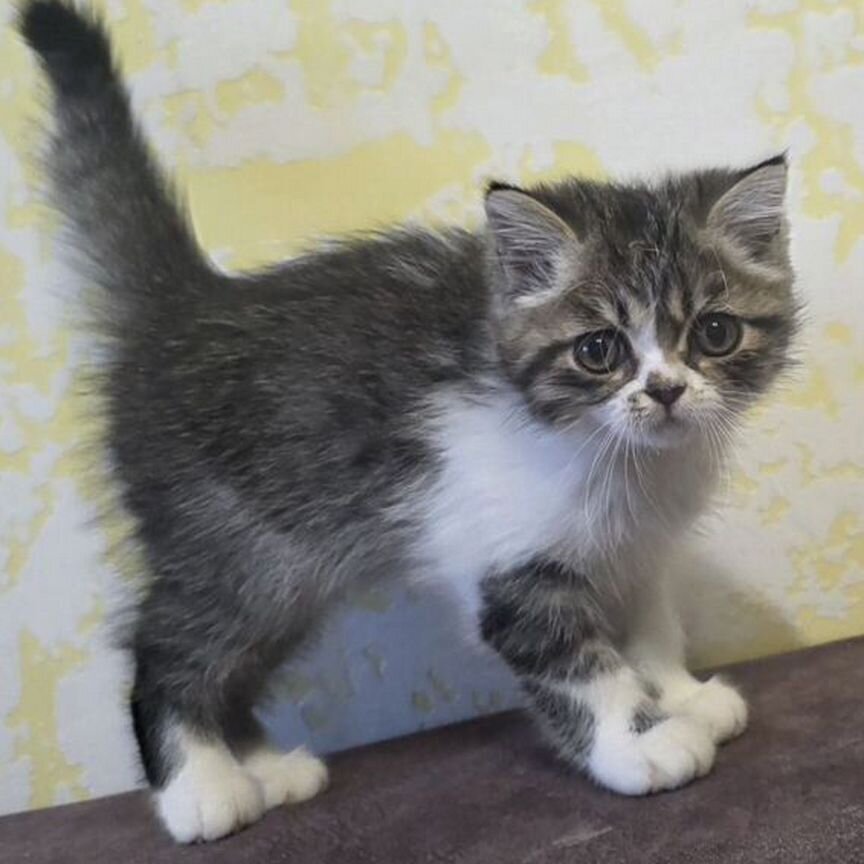 Экзотический короткошёрстный котёнок