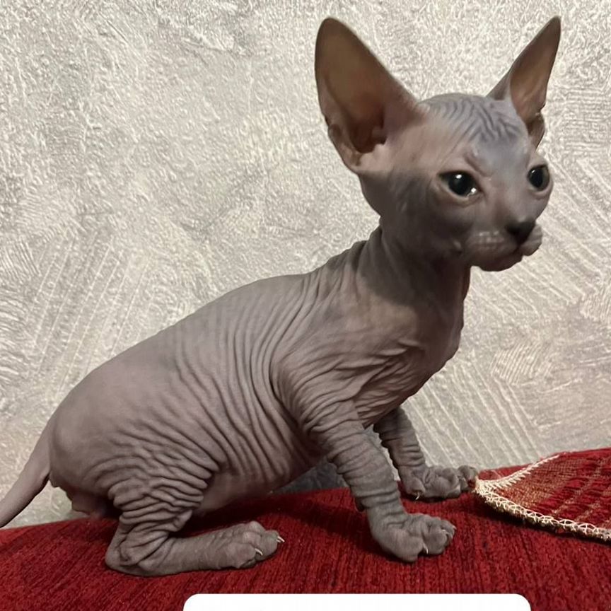 Донской сфинкс котёнок