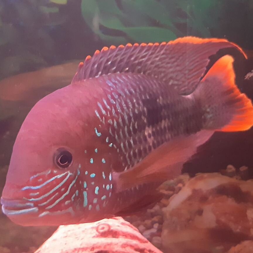 Акара бирюзовая пара