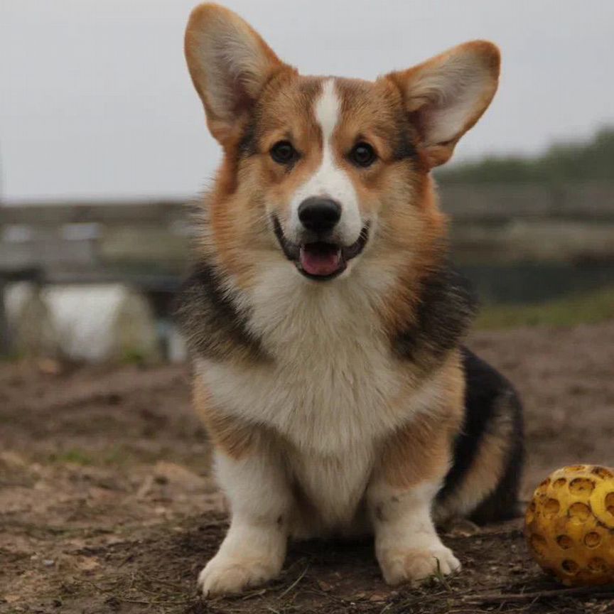Щенок вельш корги пемброк. Кобель